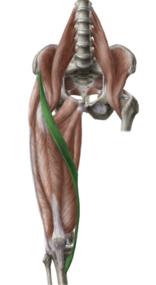 Spotlight on the Sartorius: The Body's Longest Muscle - Empowered ...
